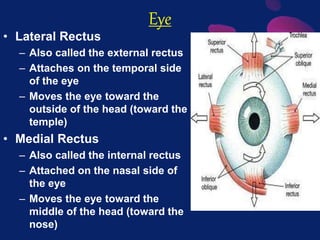 Sense organs | PPTX