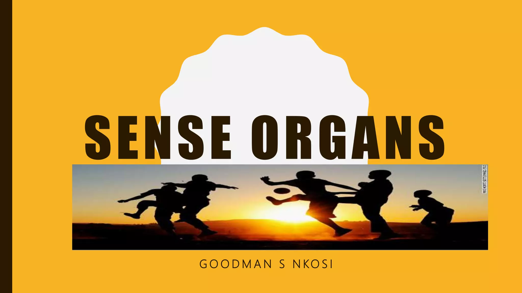 Sense organs | PPTX | Ear, Nose and Throat Conditions | Diseases and ...