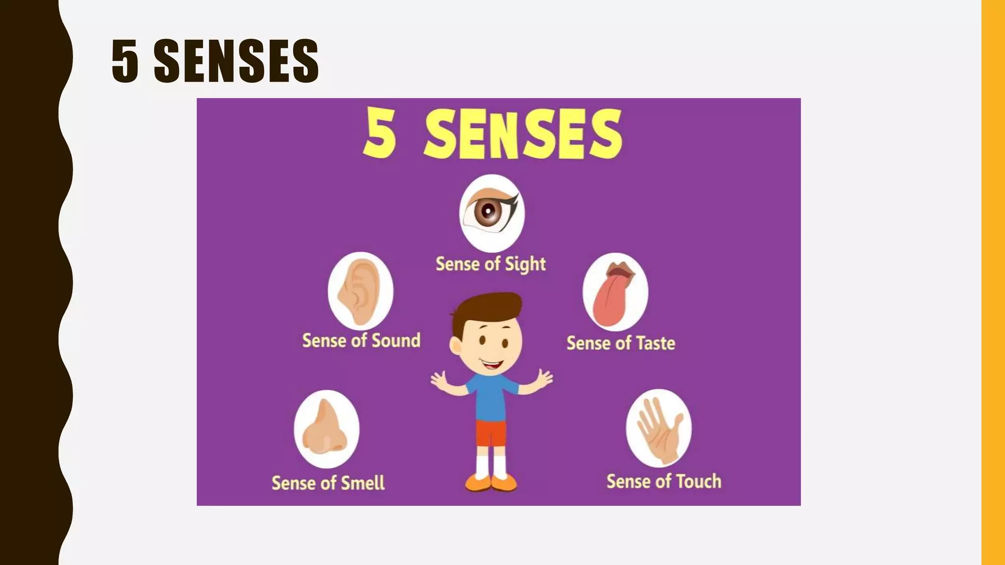 Sense organs | PPTX | Ear, Nose and Throat Conditions | Diseases and ...