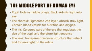 Sense organs | PPTX | Ear, Nose and Throat Conditions | Diseases and ...