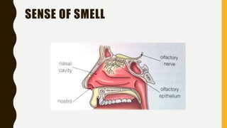 Sense organs | PPTX | Ear, Nose and Throat Conditions | Diseases and ...