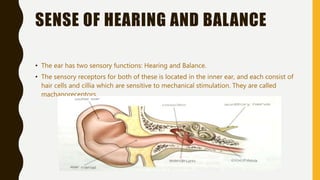 Sense organs | PPTX | Ear, Nose and Throat Conditions | Diseases and ...