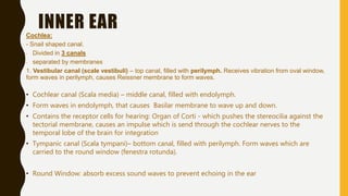 Sense organs | PPTX | Ear, Nose and Throat Conditions | Diseases and ...