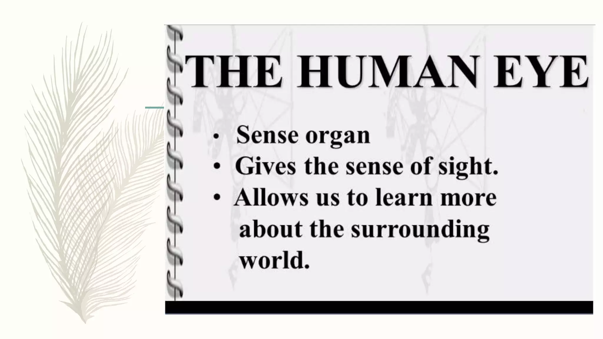Sense organs | PPT