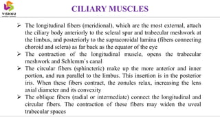 SENSE ORGANS | PPTX