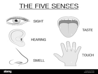 SENSE ORGANS.pptx