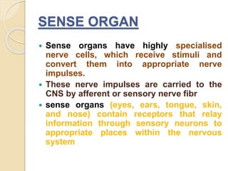 SENSE ORGANS.pptx
