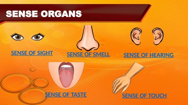 SENSE ORGANS of a human by dalongue elem | PPT