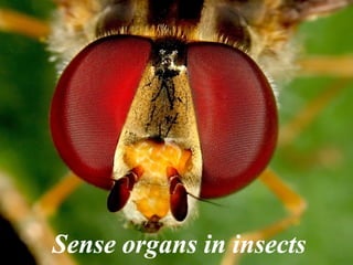 sense organs of insects including eye antenna | PPTX