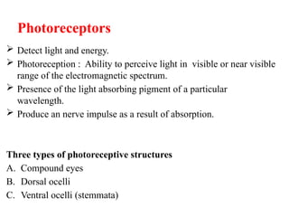 sense organs of insects including eye antenna | PPTX