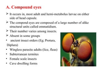 sense organs of insects including eye antenna | PPTX