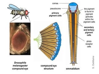 sense organs of insects including eye antenna | PPTX