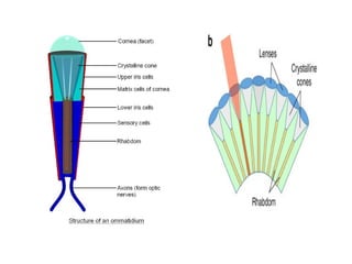 sense organs of insects including eye antenna | PPTX