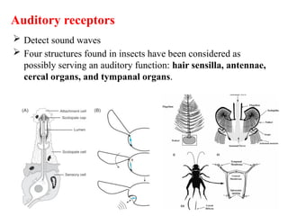 sense organs of insects including eye antenna | PPTX