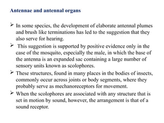 sense organs of insects including eye antenna | PPTX