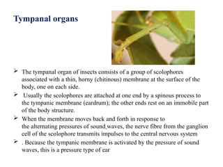 sense organs of insects including eye antenna | PPTX