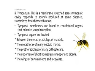 sense organs of insects including eye antenna | PPTX