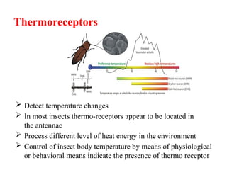 sense organs of insects including eye antenna | PPTX