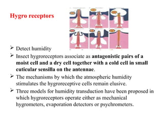 sense organs of insects including eye antenna | PPTX