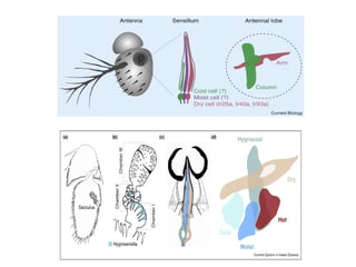 sense organs of insects including eye antenna | PPT