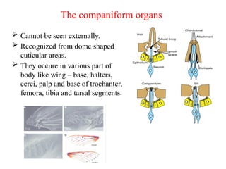 sense organs of insects including eye antenna | PPTX