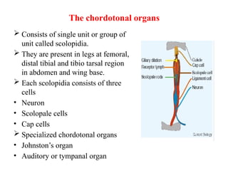 sense organs of insects including eye antenna | PPT
