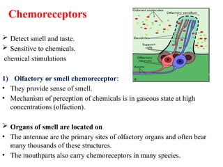 sense organs of insects including eye antenna | PPTX