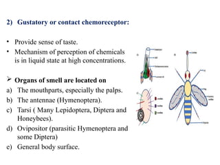 sense organs of insects including eye antenna | PPTX