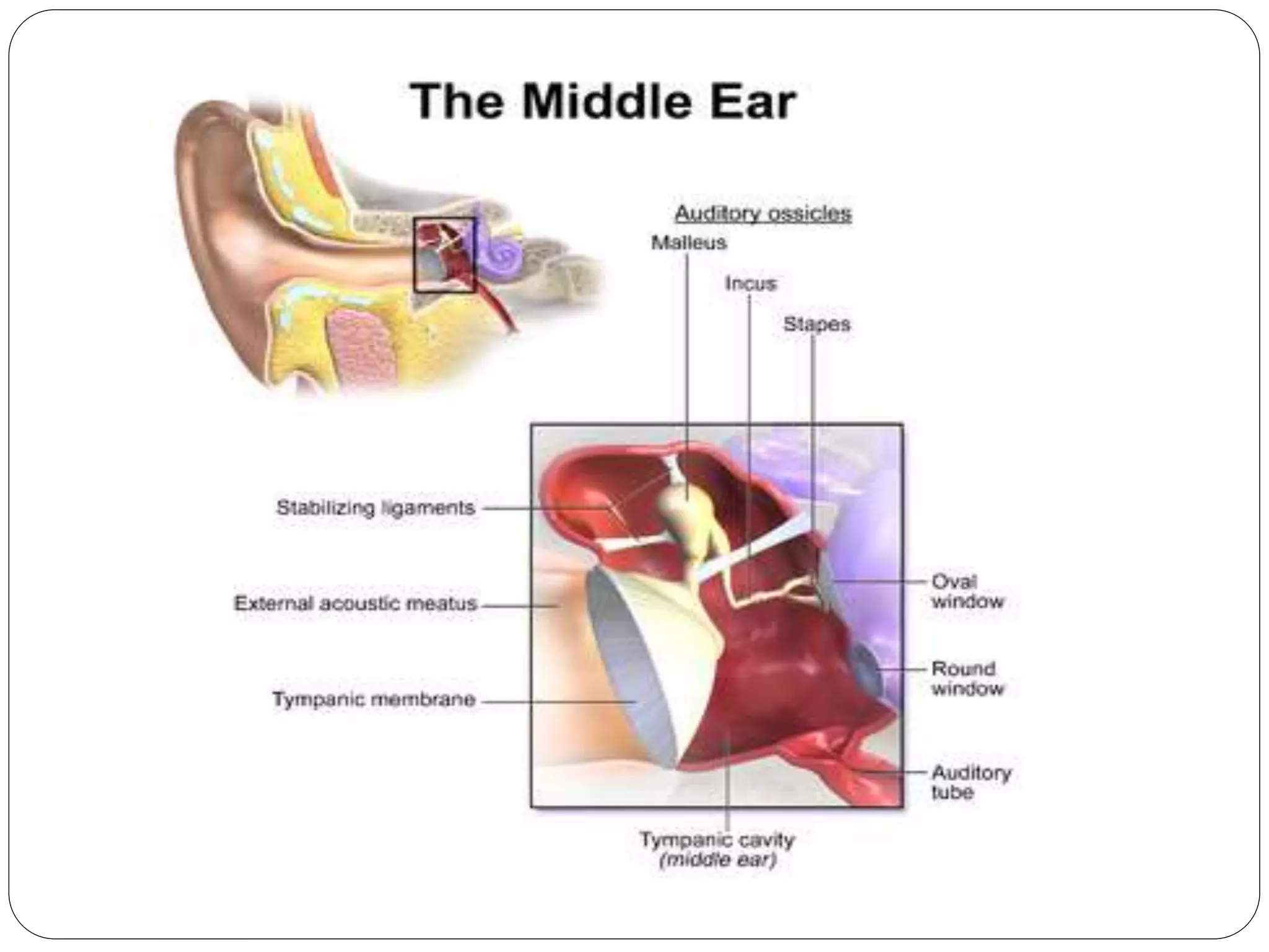 Sense organs ear | PPTX