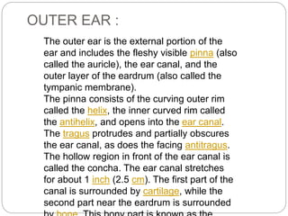 Sense organs ear | PPTX