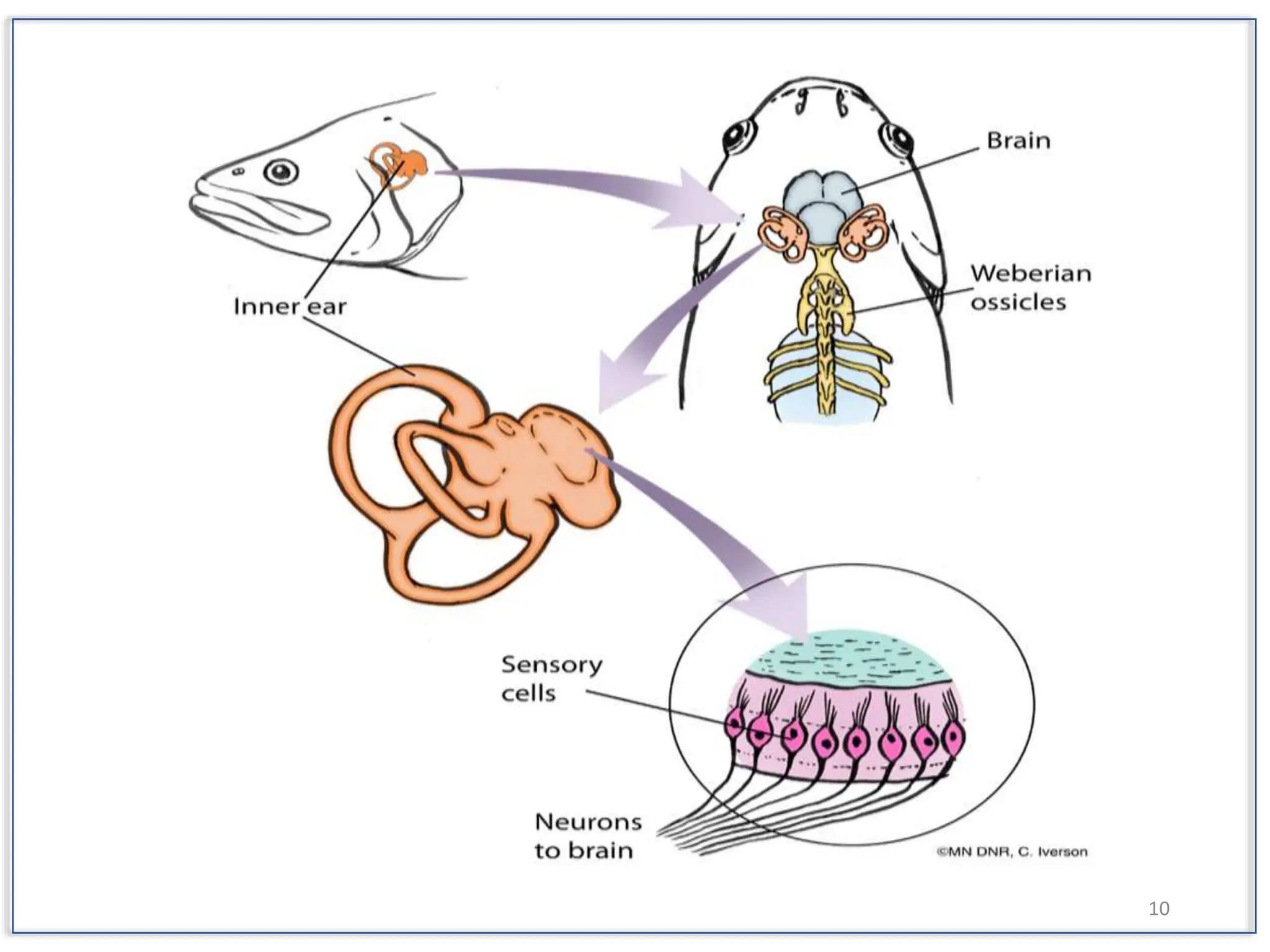 Sense organs and their functions in Fish | PPTX