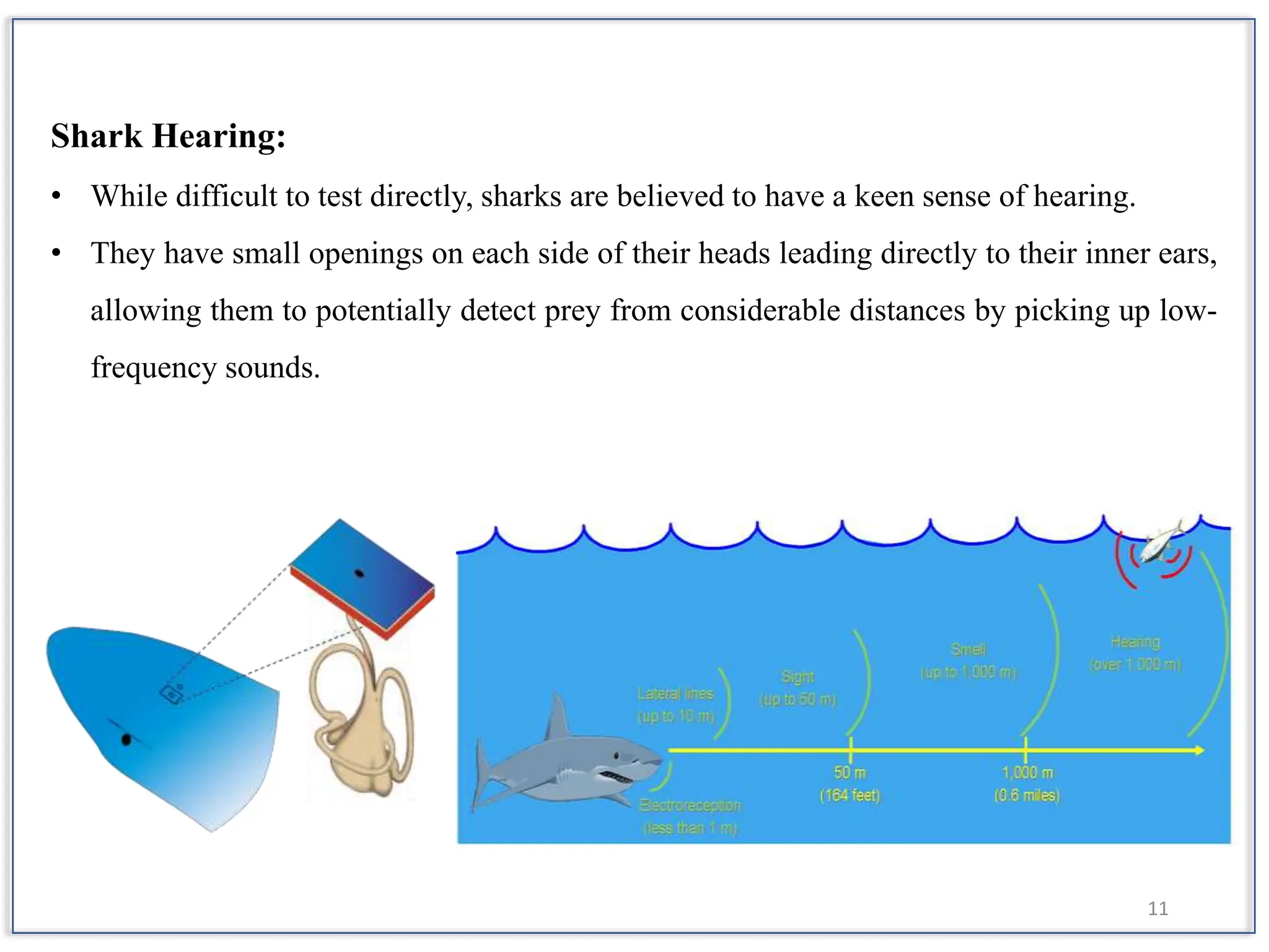 Sense organs and their functions in Fish | PPTX