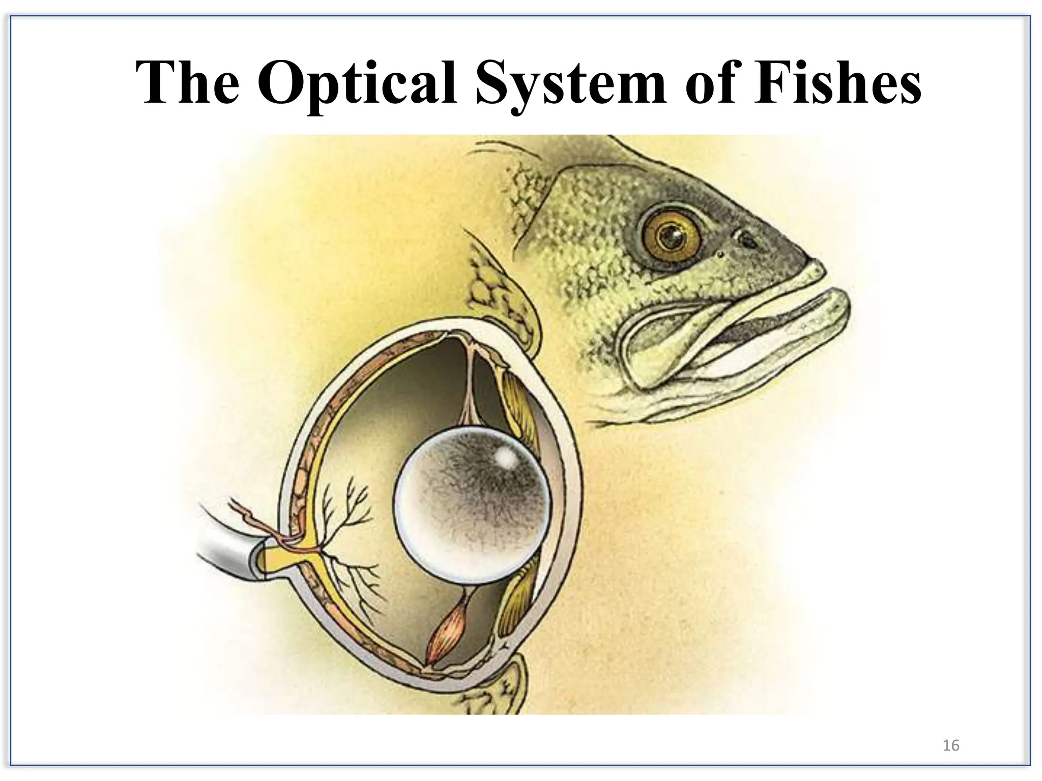 Sense organs and their functions in Fish | PPTX