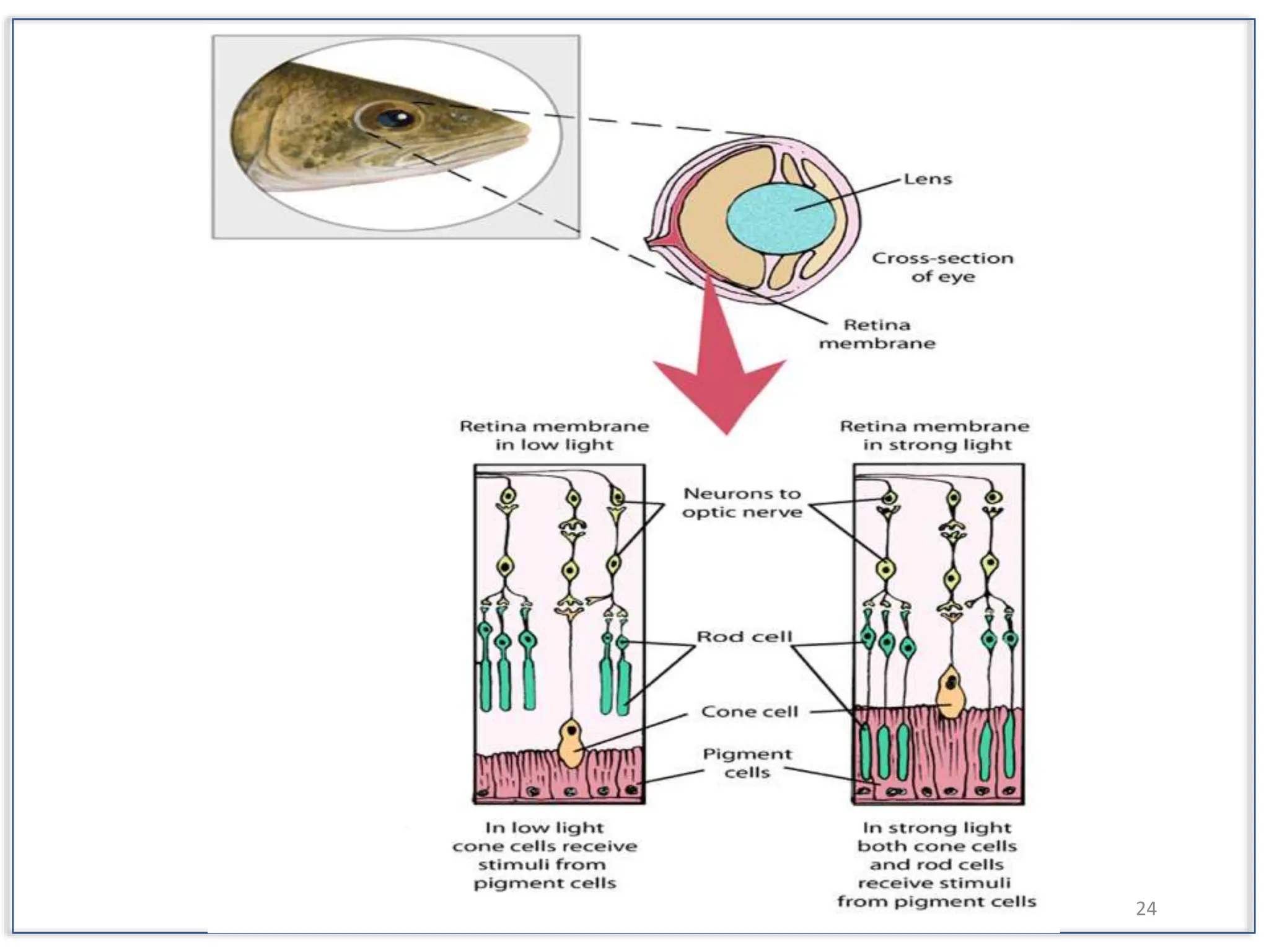 Sense organs and their functions in Fish | PPTX