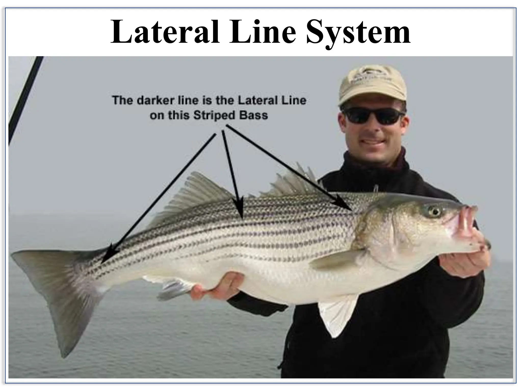 Sense organs and their functions in Fish | PPTX