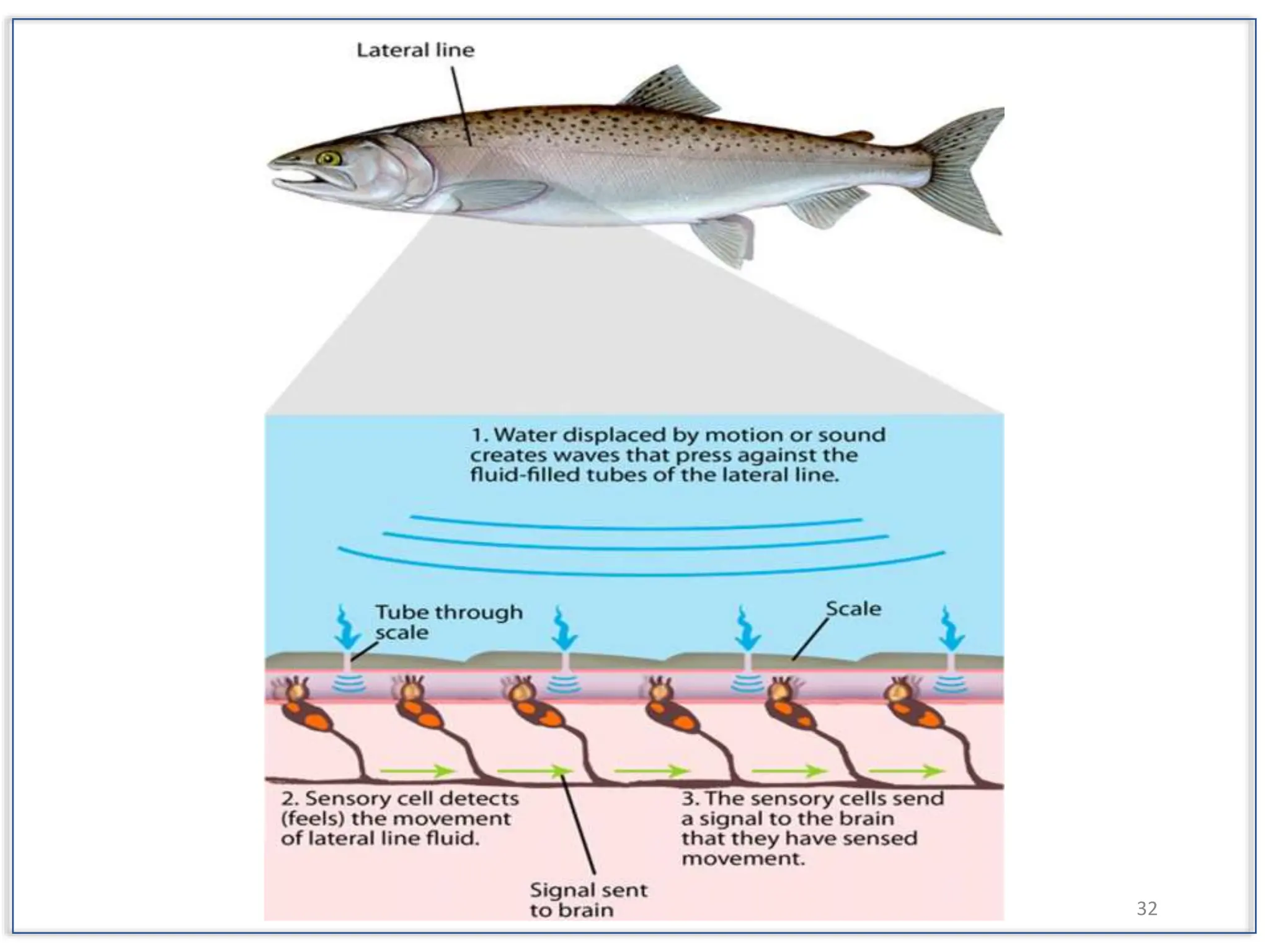 Sense organs and their functions in Fish | PPTX