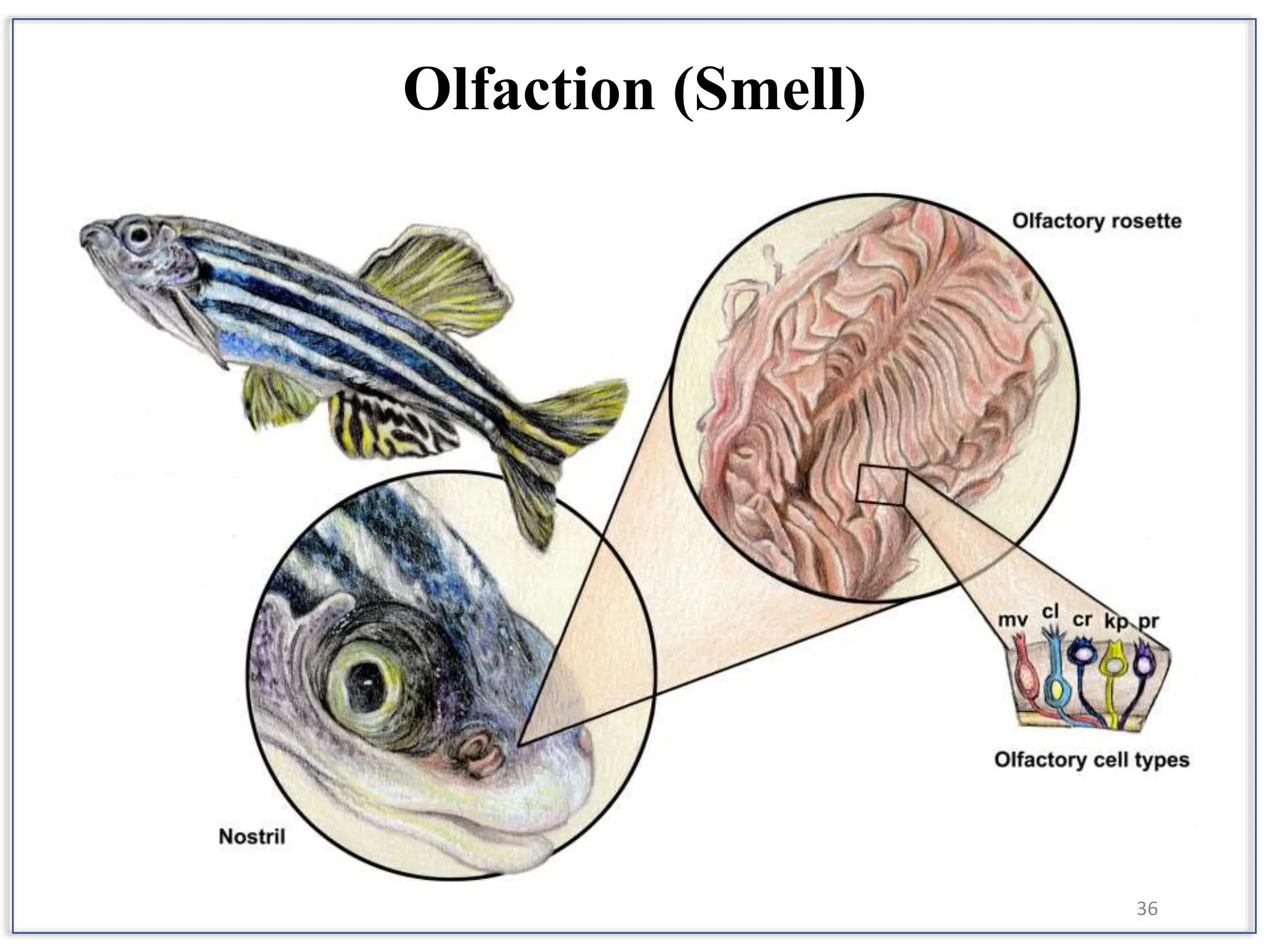 Sense organs and their functions in Fish | PPTX