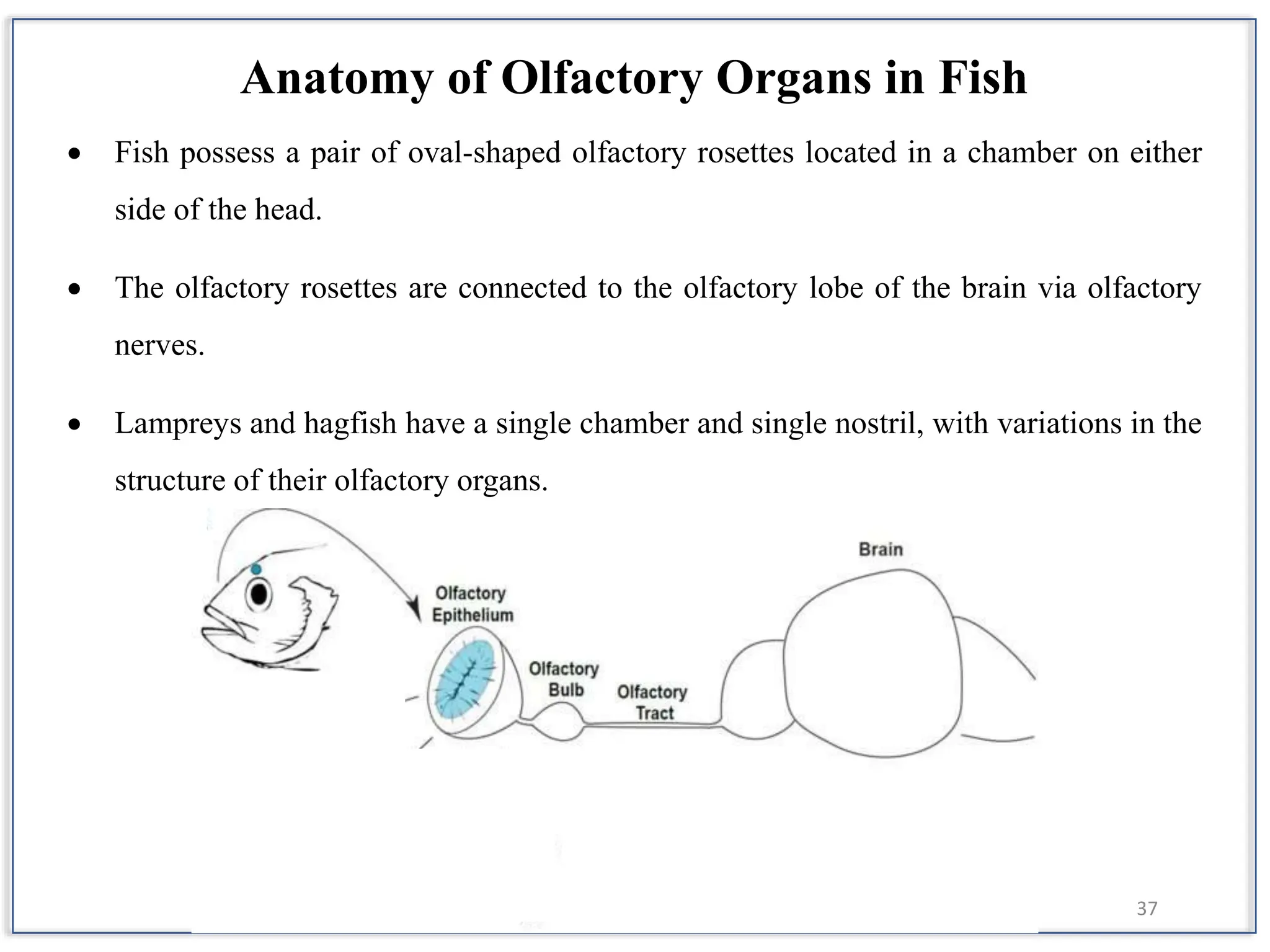Sense organs and their functions in Fish | PPTX