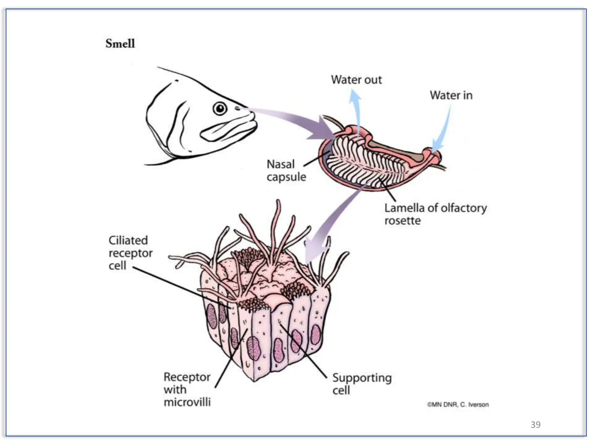 Sense organs and their functions in Fish | PPTX