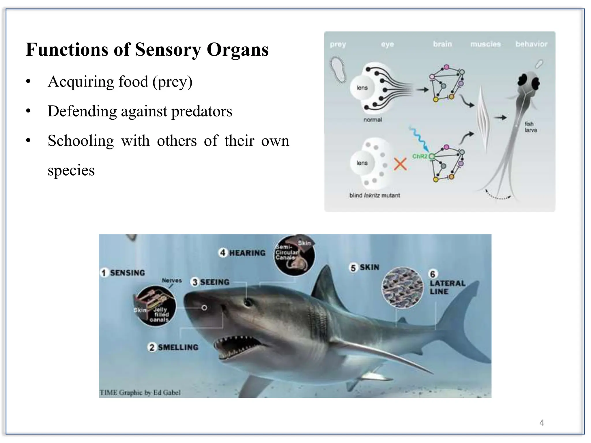 Sense organs and their functions in Fish | PPTX