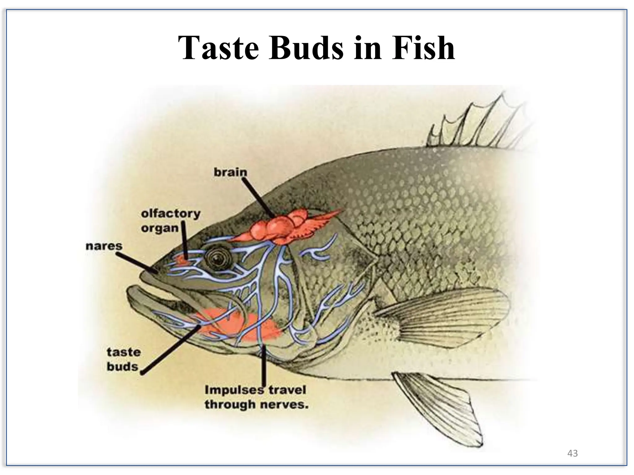 Sense organs and their functions in Fish | PPTX