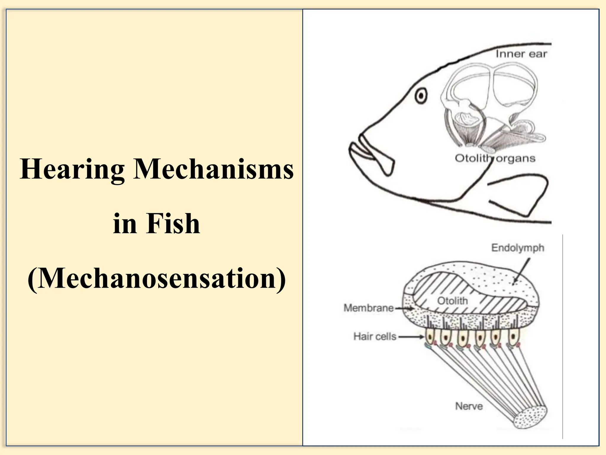 Sense organs and their functions in Fish | PPTX