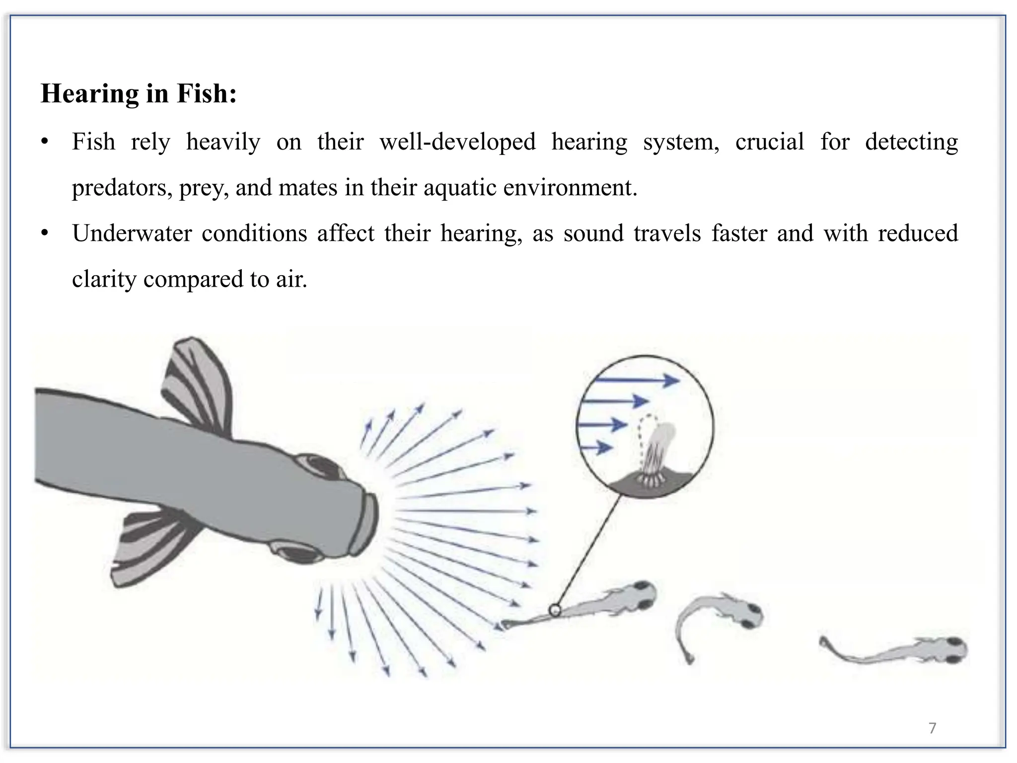 Sense organs and their functions in Fish | PPTX