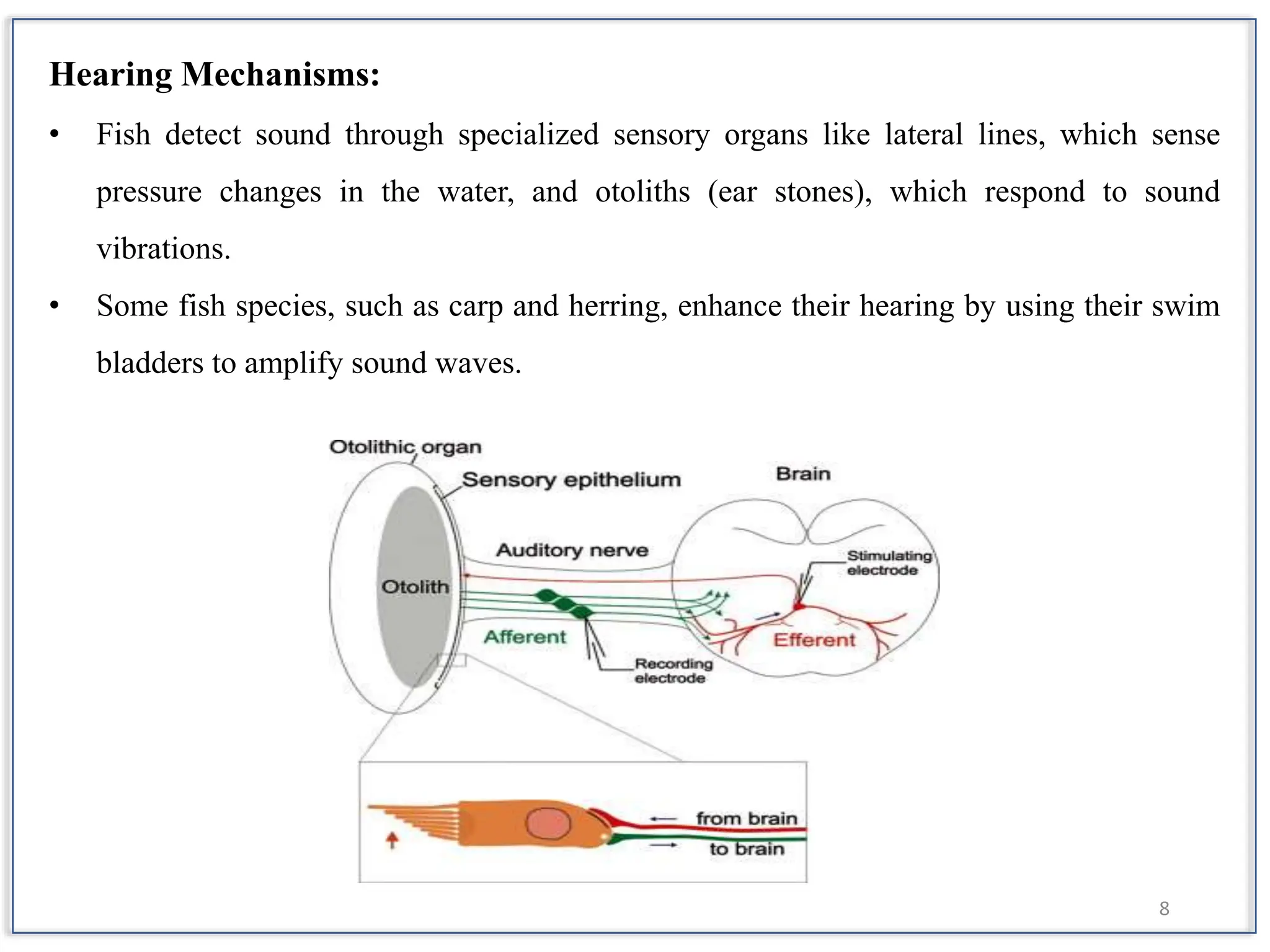 Sense organs and their functions in Fish | PPTX