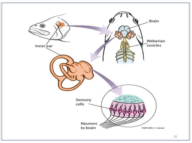 Sense organs and their functions in Fish | PPTX | Eye and Vision ...