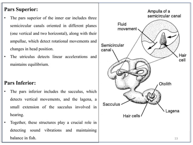 Sense organs and their functions in Fish | PPTX | Eye and Vision ...