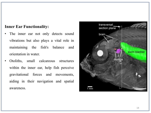 Sense organs and their functions in Fish | PPTX | Eye and Vision ...