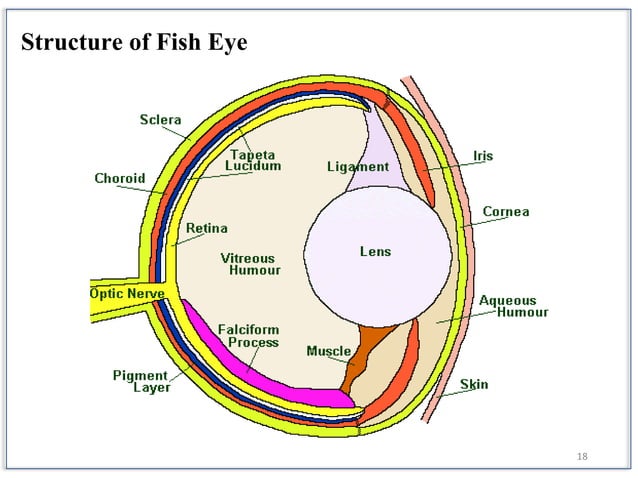 Sense organs and their functions in Fish | PPTX | Eye and Vision ...