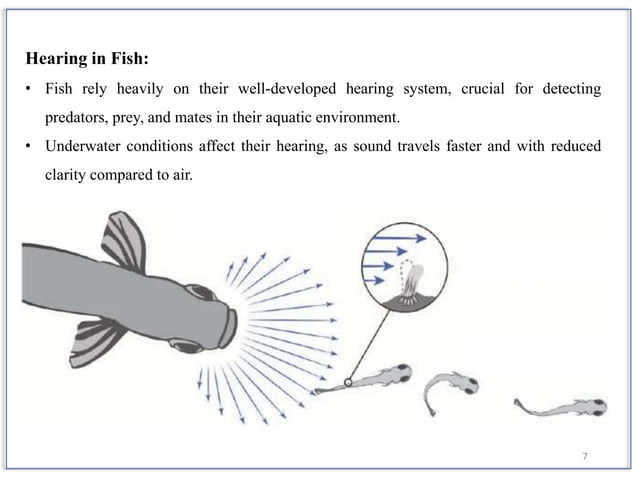 Sense organs and their functions in Fish | PPTX | Eye and Vision ...