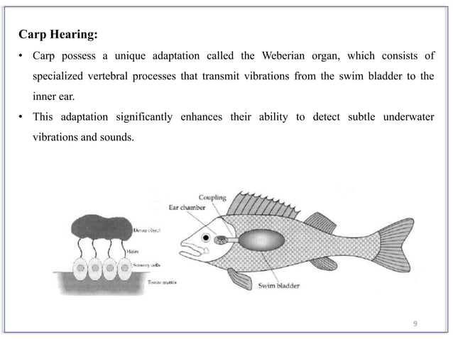 Sense organs and their functions in Fish | PPTX | Eye and Vision ...